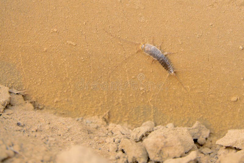 Silverfish stock photo. Image of thysanura, bristletail - 242511778