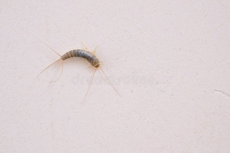 Silverfish stock photo. Image of wild, animal, nature - 271866982