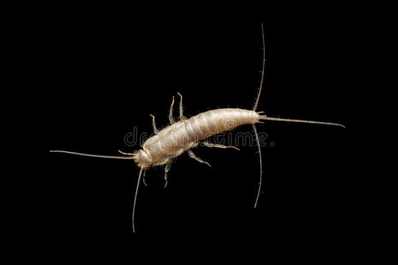Silverfish on Dark Background Stock Photo - Image of silverfish ...