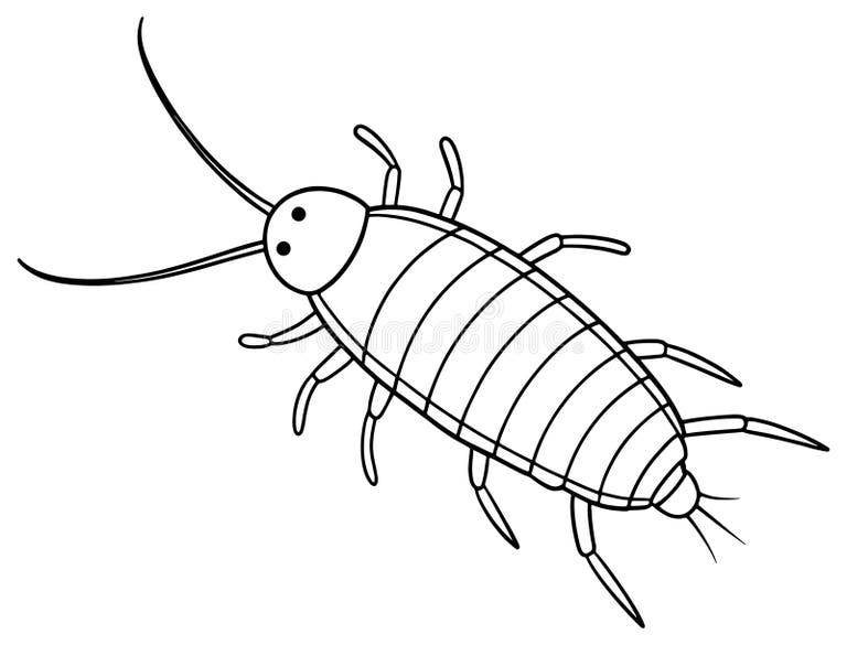 Silverfish Insect Line Drawing for Printable Learning and Coloring ...