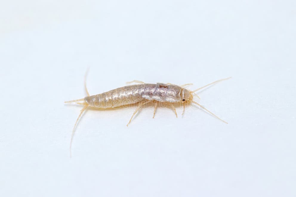 Silverfish (lateral view) stock photo. Image of nature - 345970132