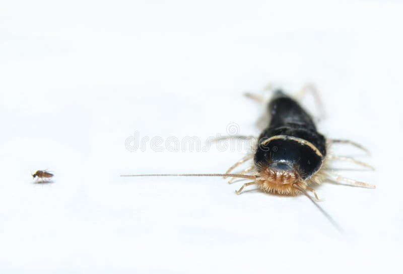 Silverfish Lepisma Saccharina Front View with a Tine Fly Stock Photo ...
