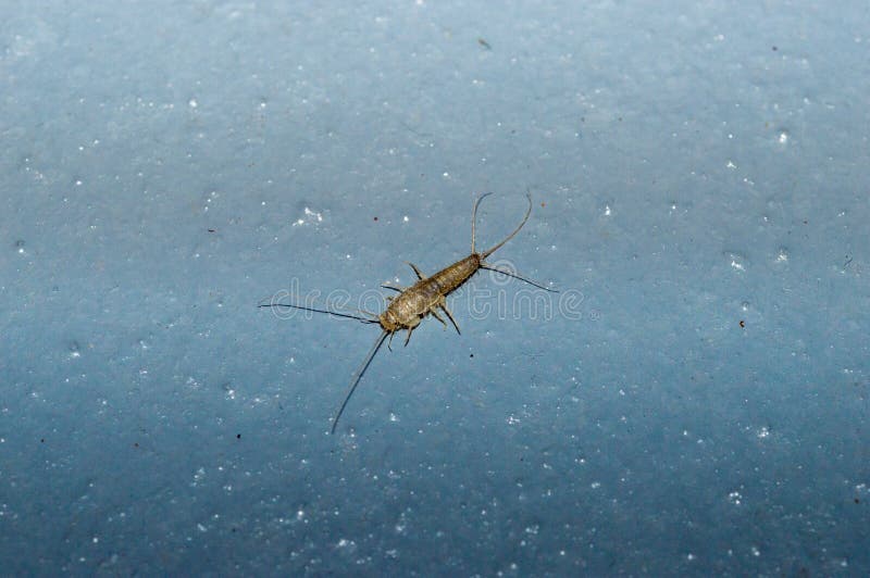 The Silverfish Lepisma Saccharinum on a Blue Floor Stock Photo - Image ...