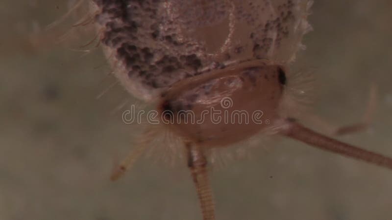 Silverfish with Long Feelers Moves Stock Video - Video of lepisma ...