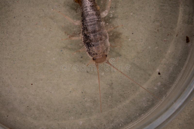 Silverfish with Long Feelers Moves Stock Image - Image of scurry ...