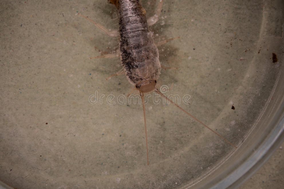 Silverfish with Long Feelers Moves Stock Image - Image of scurry ...