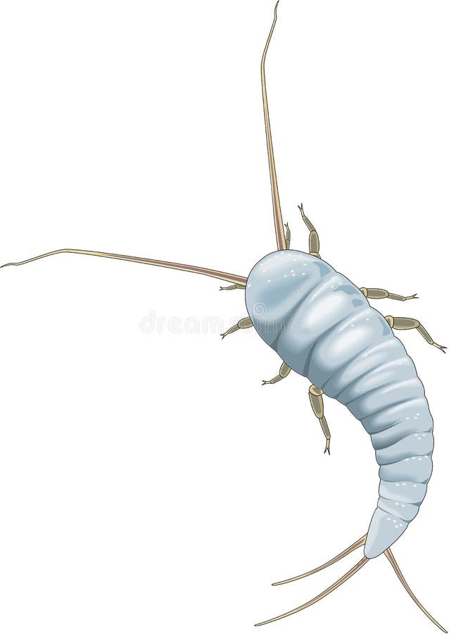 Silverfish Vector Illustration Stock Vector - Illustration of animals ...