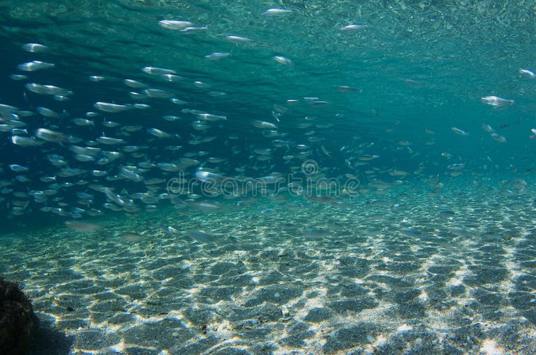 Silverside Fish stock image. Image of saltwater, ocean - 26108781