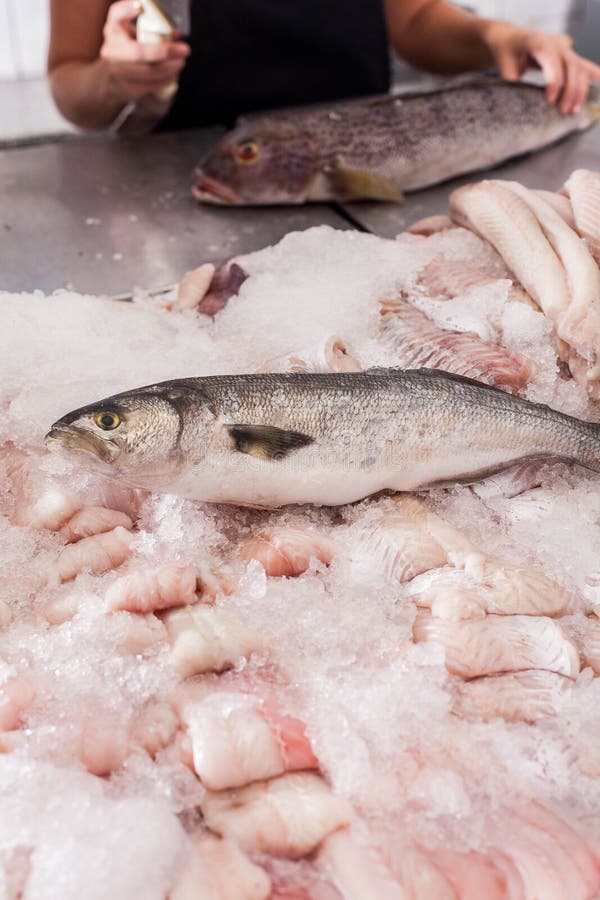 Silverside Fish stock image. Image of saltwater, ocean - 26108781