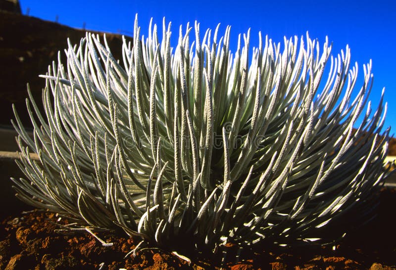 Haleakala Silversword (Hawaiian: Ä hinahina) Maui Stock Image - Image ...