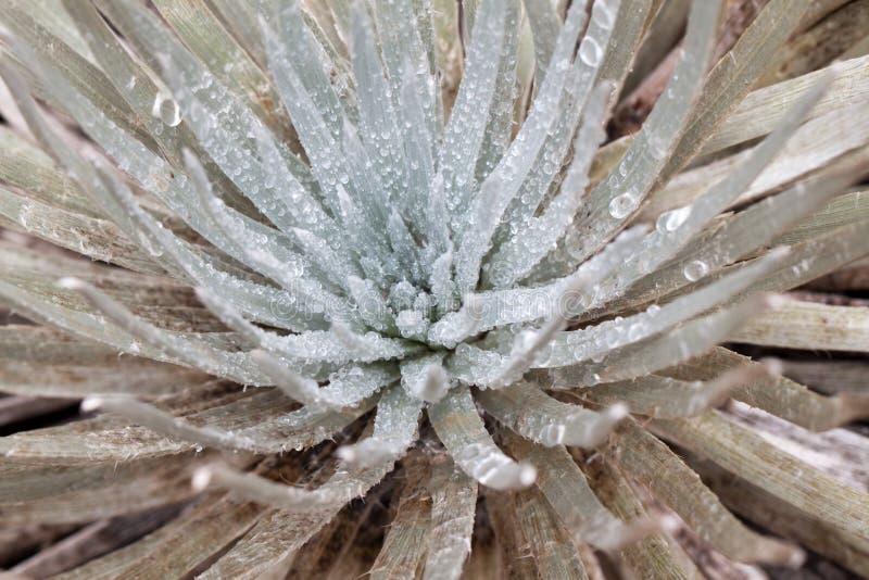 Silversword stock photo. Image of ahinahina, silver, argyroxiphium ...