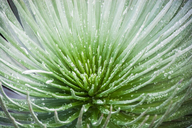 Silversword stock photo. Image of park, rare, color, grows - 95278012