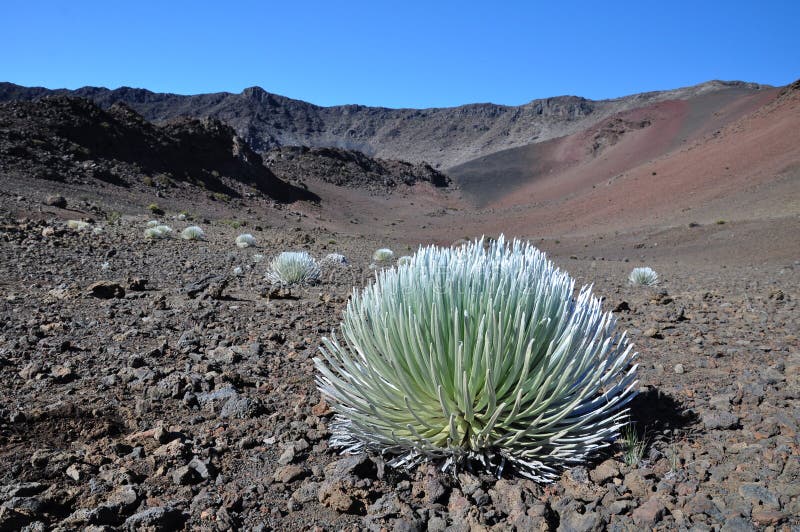 Silversword Plant on Haleakala Volcano Stock Image - Image of high ...