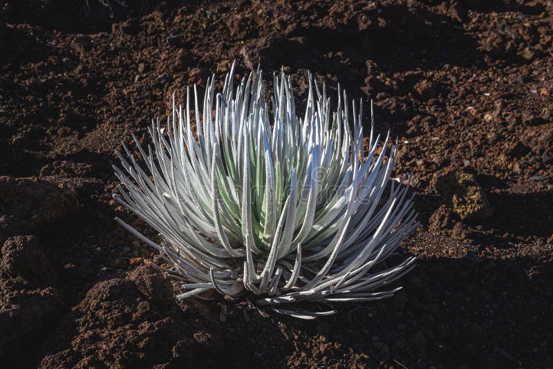 Silversword Plant in Haleakala National Park Stock Image - Image of ...