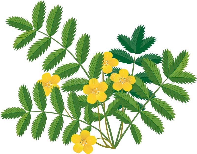 Silverweed - Potentilla Anserina Stock Vector - Illustration of plant ...