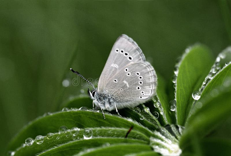 Silvery Blue Butterfly Closeup Lupine Leaf Stock Photo - Image of ...