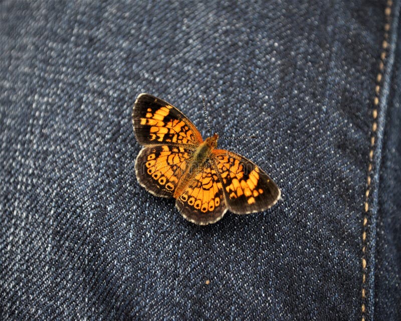 Silvery Checkerspot Butterfly on Wildflower Stock Image - Image of ...