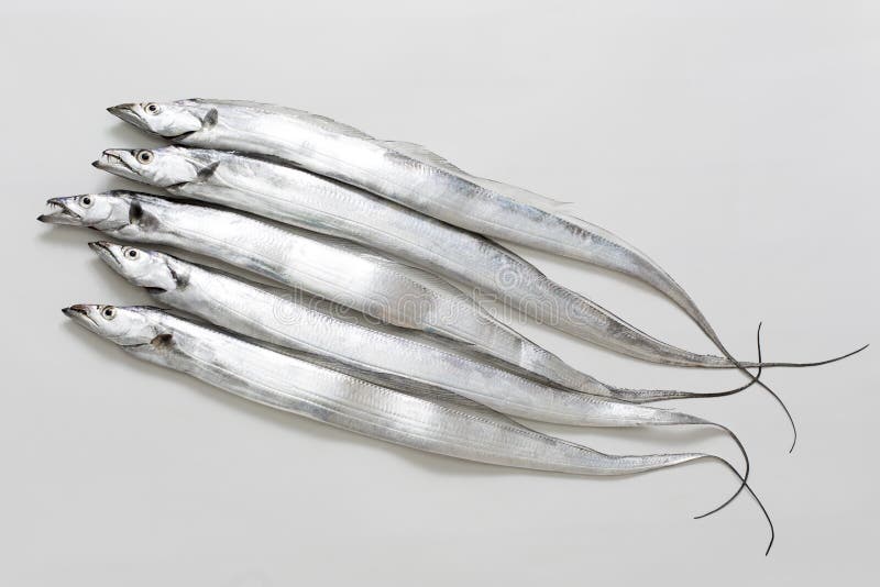 114 Hairtail Fish Photos - Free & Royalty-Free Stock Photos from Dreamstime