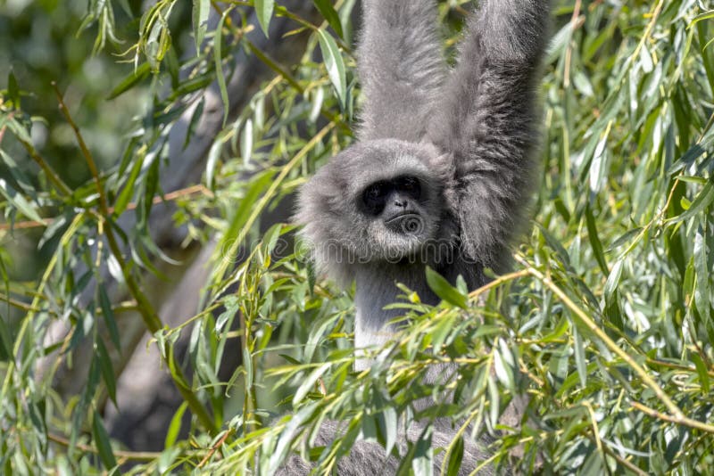 Silvery Gibbon, Hylobates Moloch, is Very Rare, with a Small Population ...