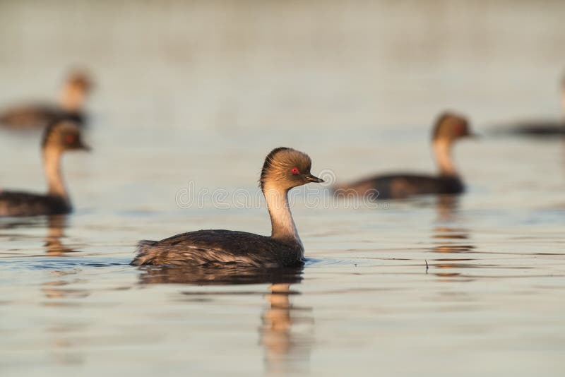 Silvery Grebe, Patagonia, Argentina Stock Photo - Image of occipitalis ...
