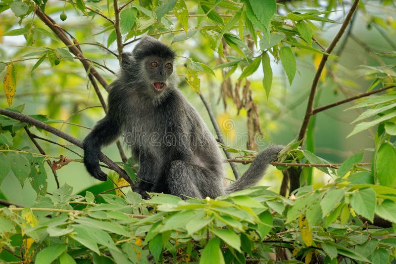 Silvery Lutung or Langur Trachypithecus Cristatus, Also Silvered Leaf ...