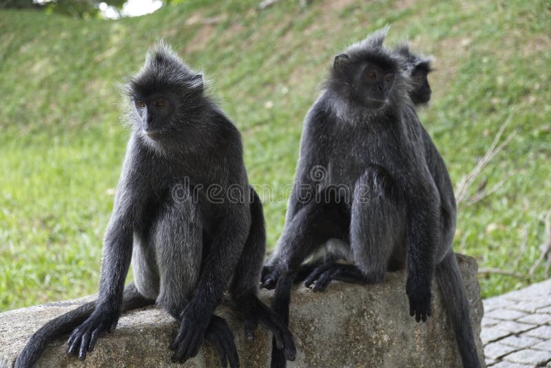 Silvery Lutung or Langur Trachypithecus Cristatus, Also Silvered Leaf ...