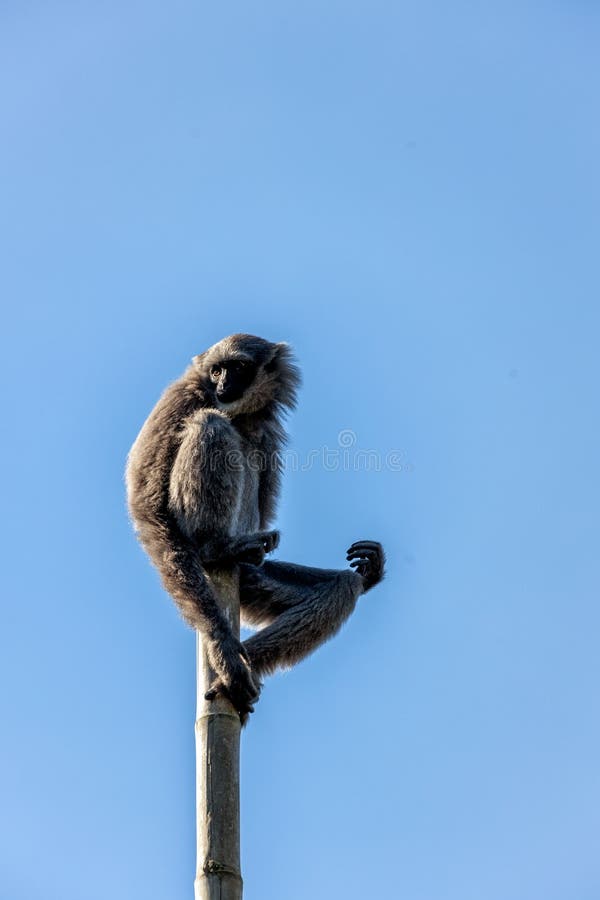 Silvery Lutung (Trachypithecus Cristatus) in Southeast Asia Stock Image ...
