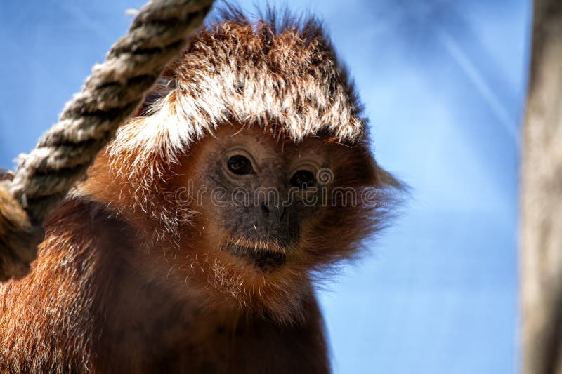 Silvery Lutung (Trachypithecus Cristatus) in Southeast Asia Stock Photo ...