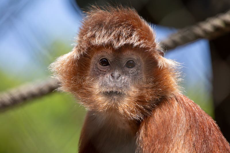 Silvery Lutung (Trachypithecus Cristatus) in Southeast Asia Stock Image ...