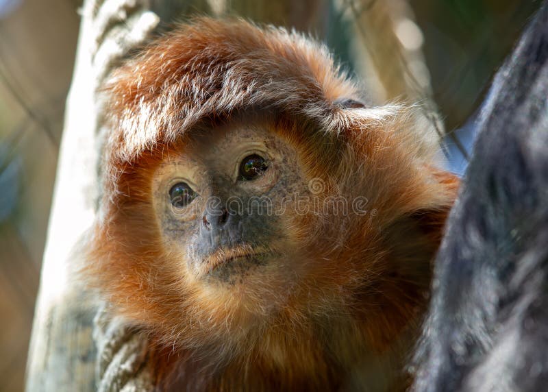 Silvery Lutung (Trachypithecus Cristatus) in Southeast Asia Stock Image ...