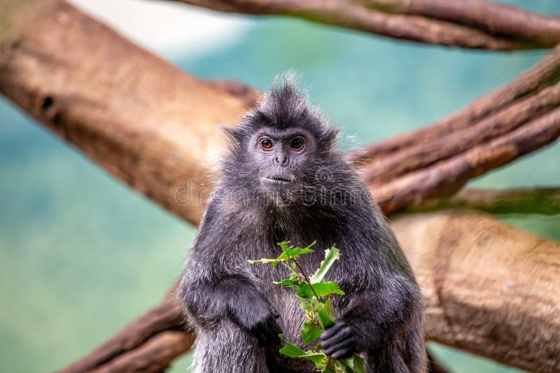 Silvery Lutung (Trachypithecus Cristatus) in Southeast Asia Stock Photo ...