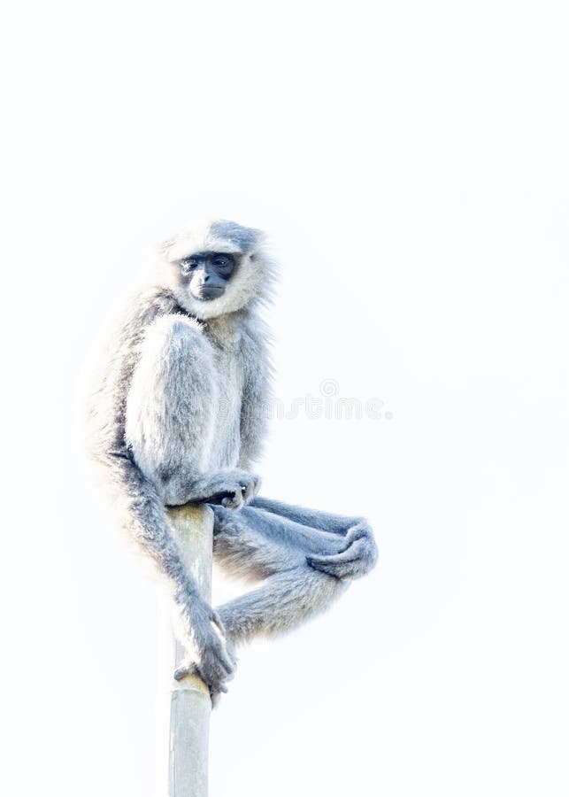 Silvery Lutung (Trachypithecus Cristatus) in Southeast Asia Stock Photo ...