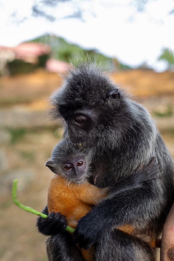 Silvery Lutung (Trachypithecus Cristatus) in Southeast Asia Stock Photo ...