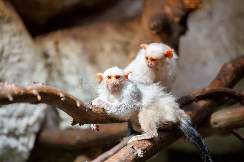 Silvery Marmosets (Callithrix Argentata) Stock Image - Image of monkey ...