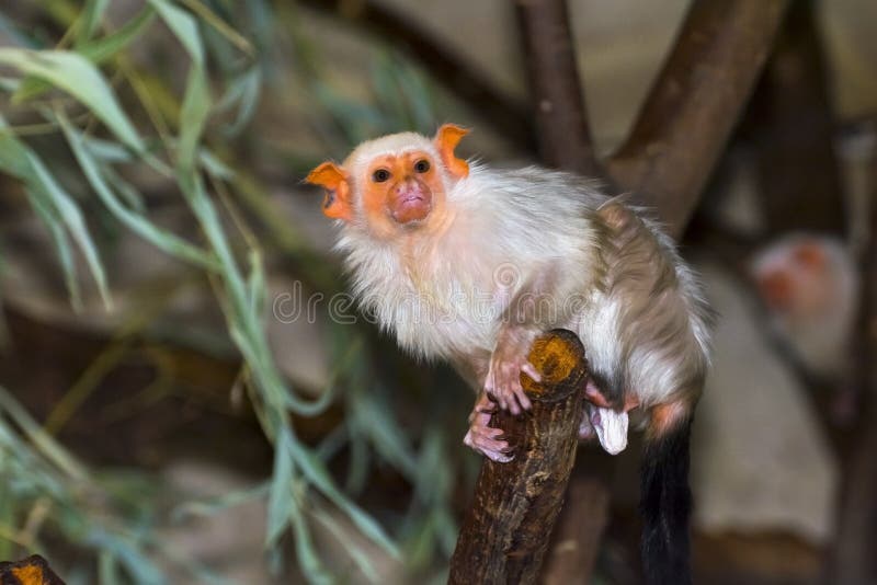 Silvery marmoset stock photo. Image of primate, argentata - 39477314