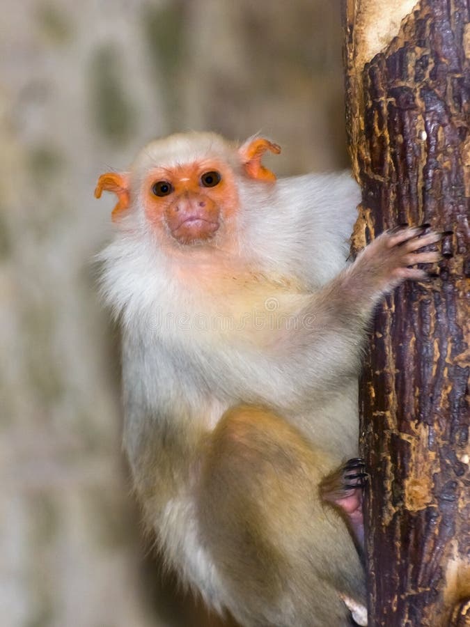 Silvery Marmoset (Callithrix Argentata) Stock Image - Image of small ...