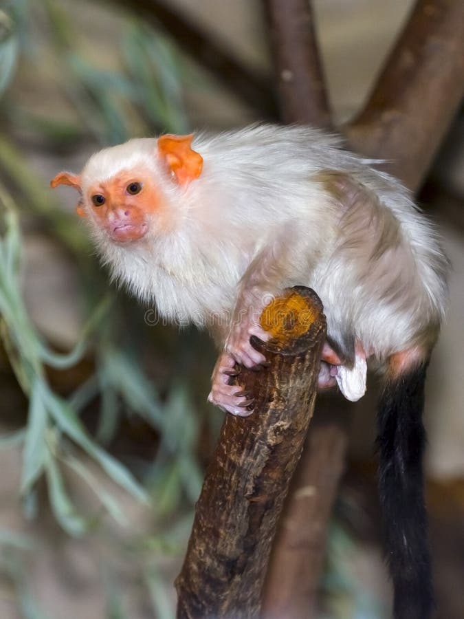 105 Silvery Marmoset Stock Photos - Free & Royalty-Free Stock Photos ...