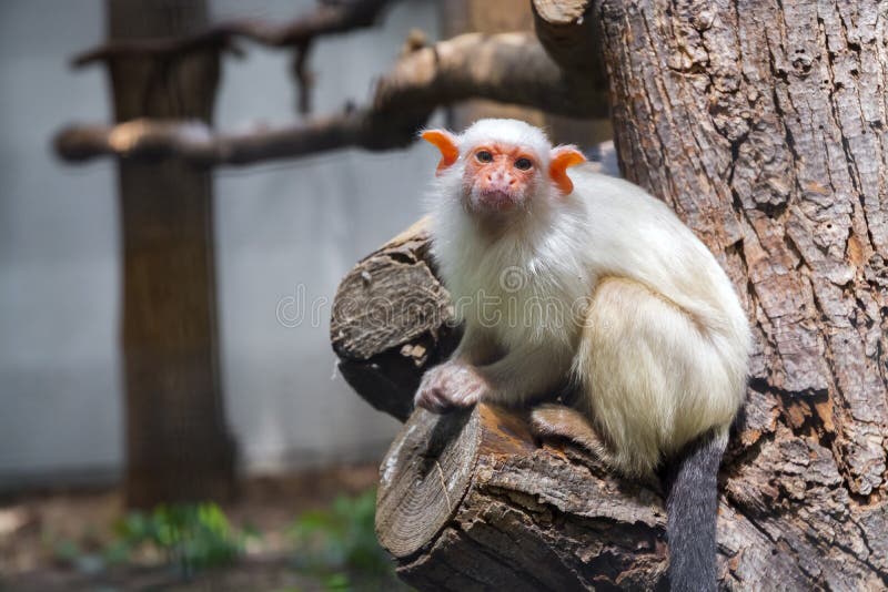 Common Marmoset - Callithrix Jacchus. Stock Photo - Image of species ...