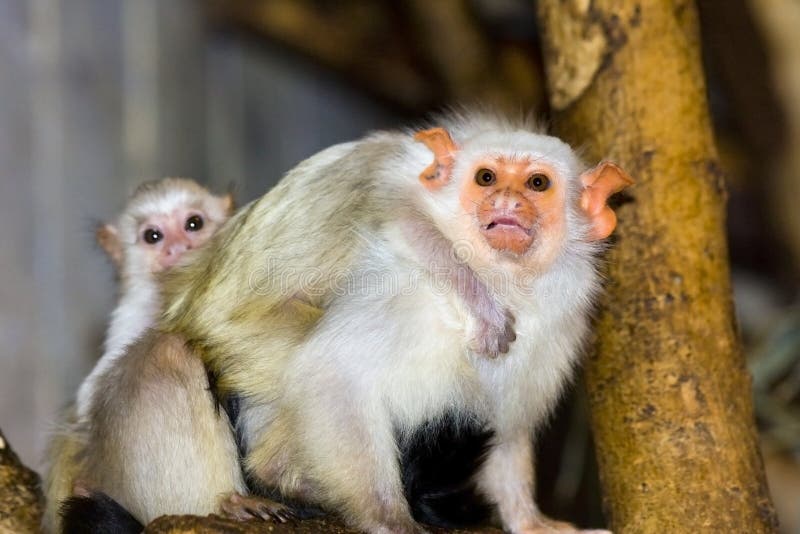 Silvery Marmosets (Callithrix Argentata) Stock Image - Image of monkey ...