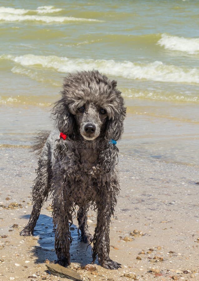 173 Swimming Poodle Stock Photos - Free & Royalty-Free Stock Photos ...