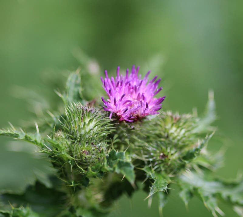 Silybum marianum stock image. Image of herb, foliage - 94312723