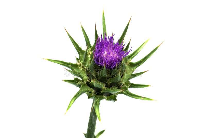 Silybum marianum stock photo. Image of chemistry, herbalism - 43438458