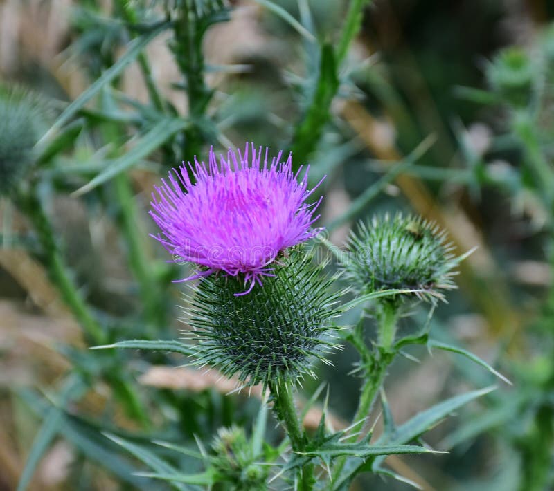Thistle, Silybum, Plant, Noxious Weed Picture. Image: 100383905