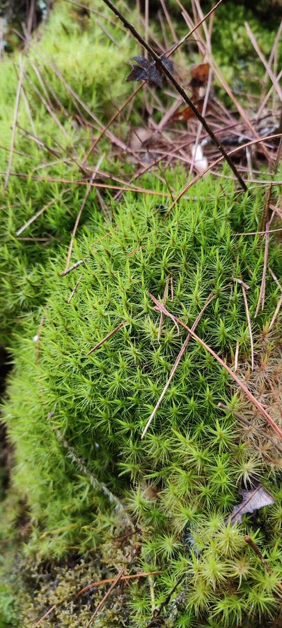 GrassOfFlores stock image. Image of grass, spine, green - 275608911