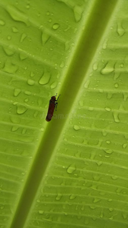 Simalungun, Indonesia. an Insect Sheltering from the Rain Under a ...