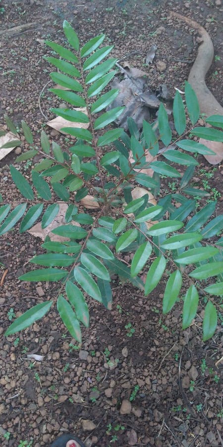 Simarouba Glauca Stock Photos - Free & Royalty-Free Stock Photos from ...