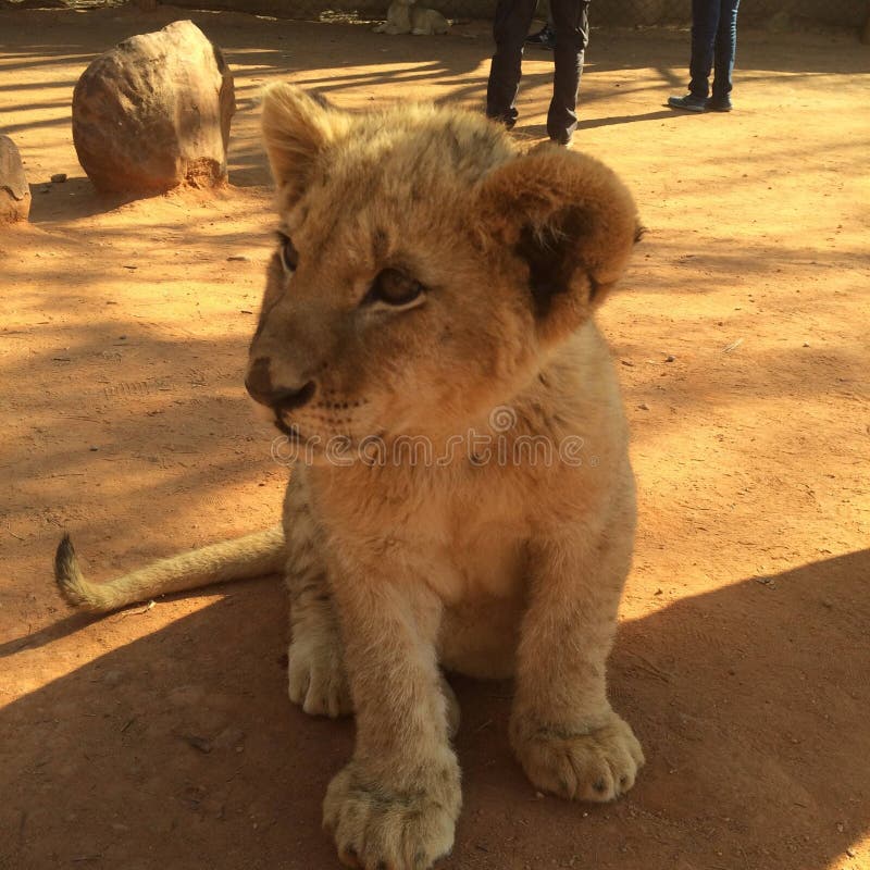 Simba stock image. Image of africa, lion, baby, simba - 66507875