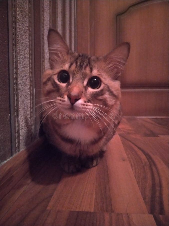 Simba the cat stock image. Image of simba, handsome - 167688115