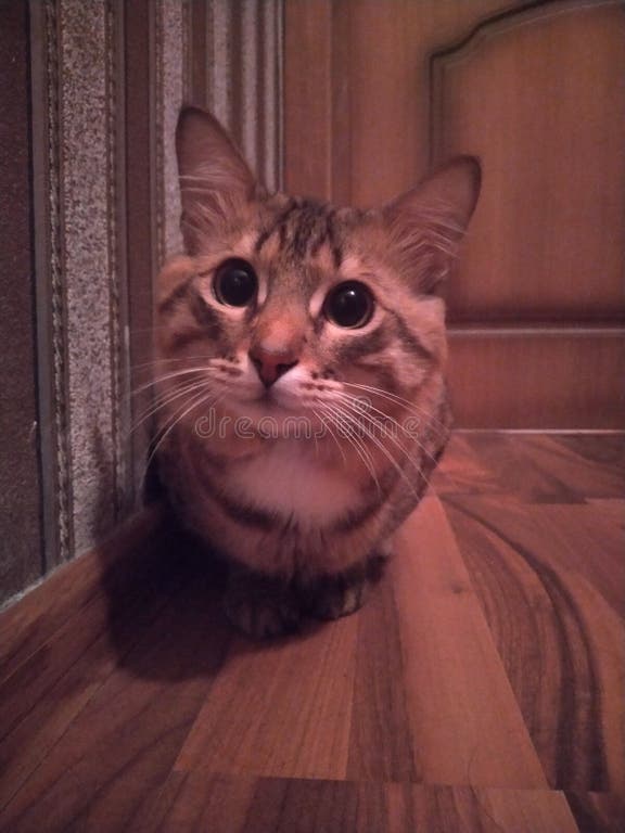 Simba the cat stock image. Image of simba, handsome - 167688115