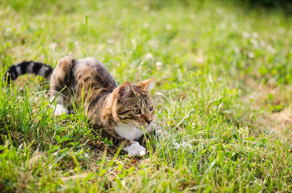 Simba the cat stock image. Image of face, kitten, lovely - 27025183